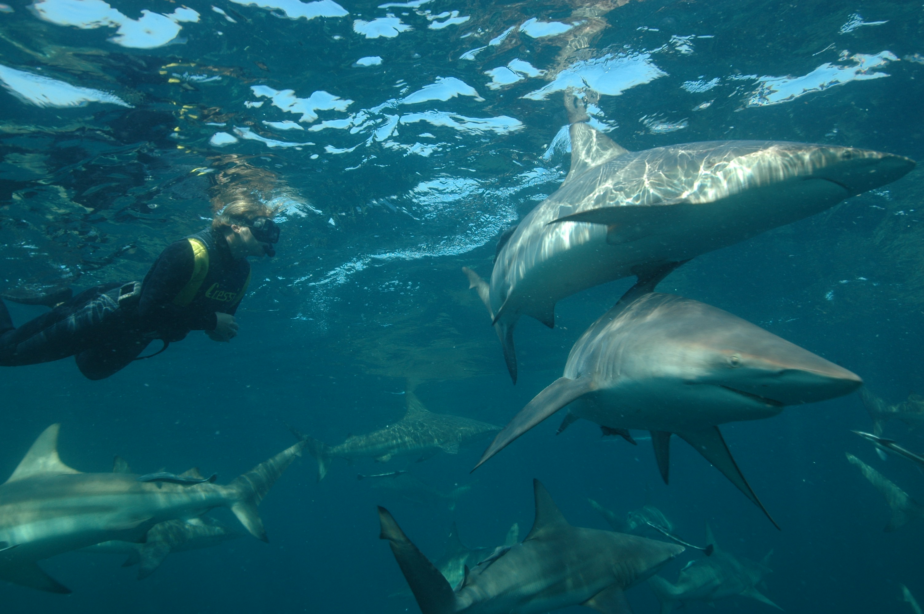 The Shark News - Diving with Sharks